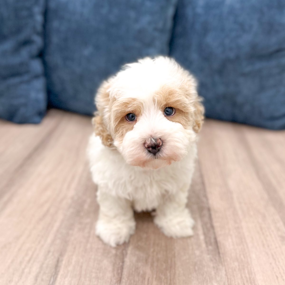Harvey - A&L Puppies