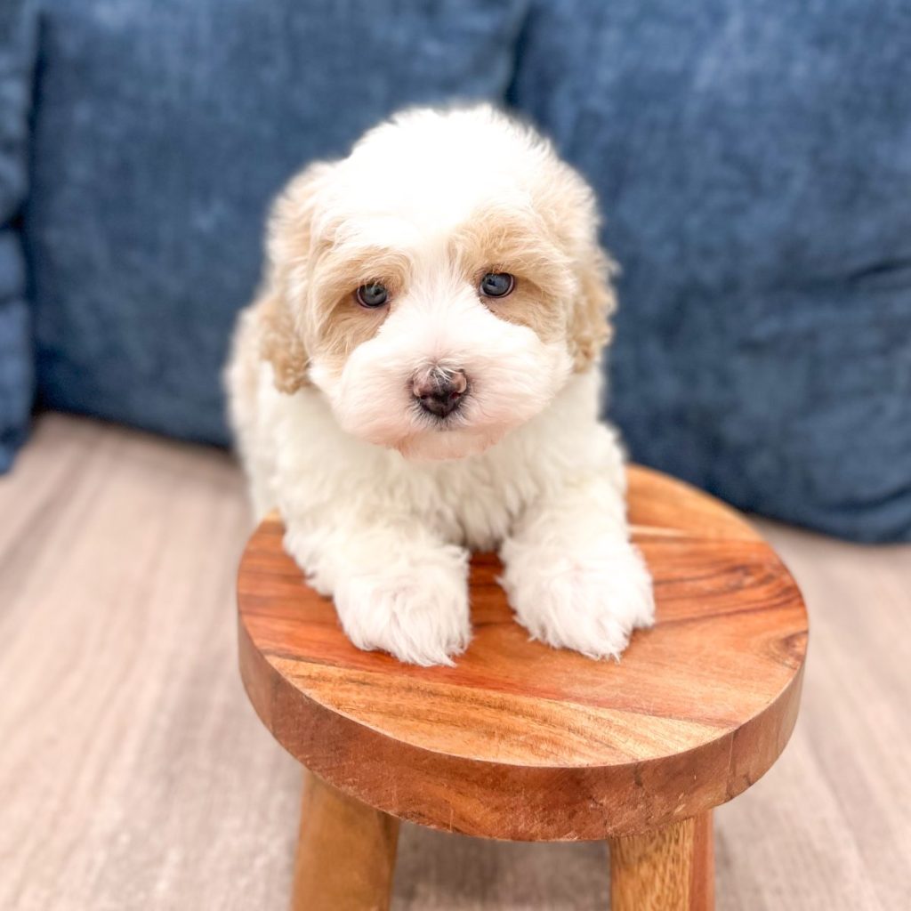Harvey - A&L Puppies